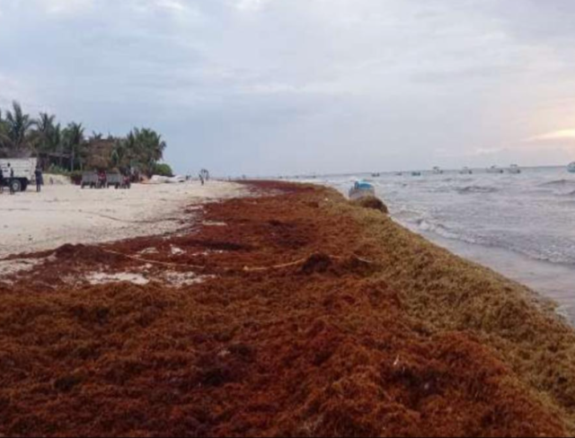 Tulum se ahoga en sargazo - Sitio Web Oficial de Paola Rojas
